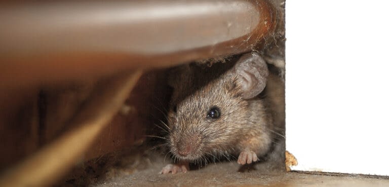How to Clear Your Home of Bugs and Rodents | Allen and Ballard ...