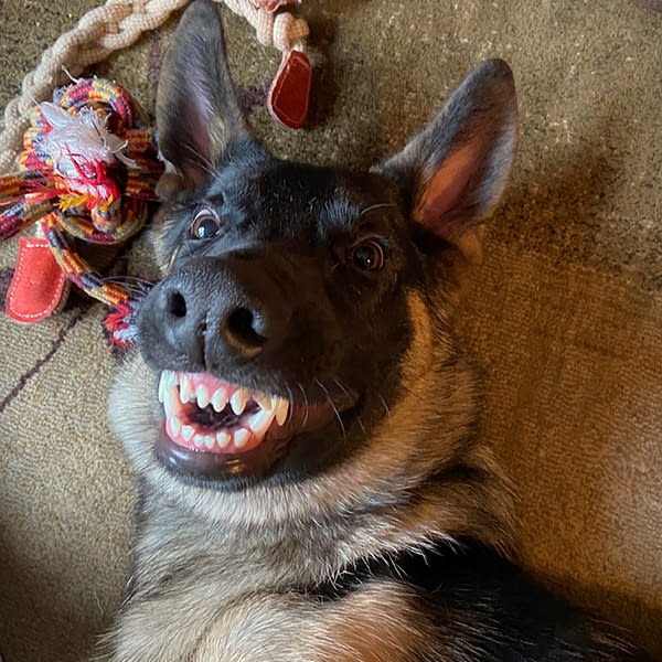 Office Mascots | Forbes Insurance Agency