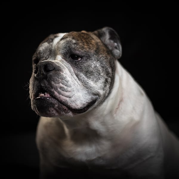 Boo | Forbes Insurance Agency