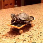 Wysong Insurance Shoppe | Insuring Leesburg & Indiana