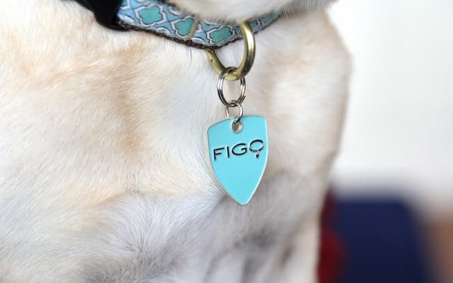 FIGO Pet Insurance | Pardridge Insurance Agency, Inc.