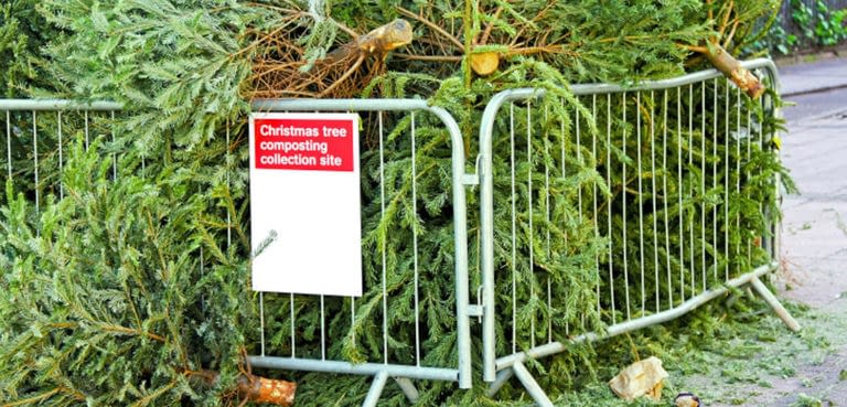 How to Recycle Your Christmas Tree | Landis Insurance Agency