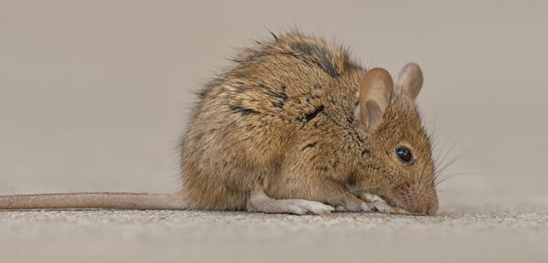 The Unwanted Passenger: Handling a Mouse Living in Your Car | Landis ...