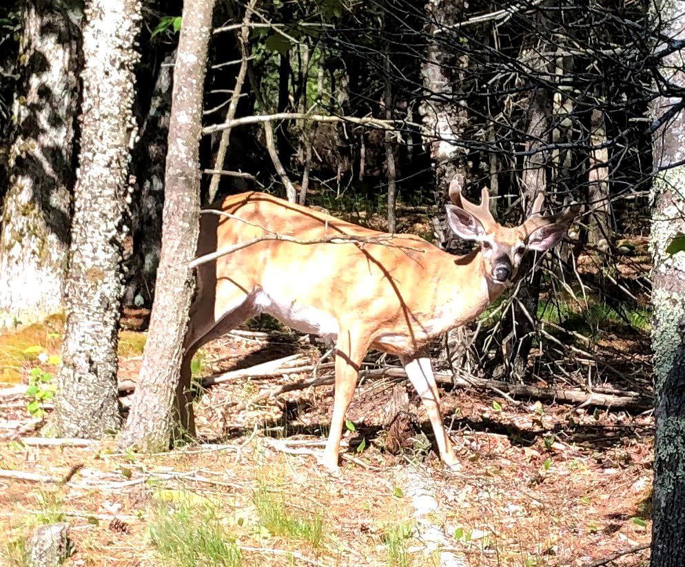 Beware of Deer When Driving | Penwell Insurance